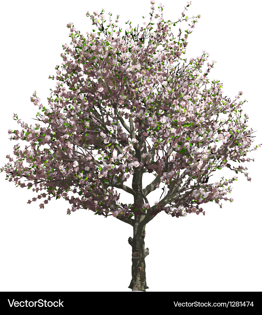 Apple tree isolated Royalty Free Vector Image - VectorStock