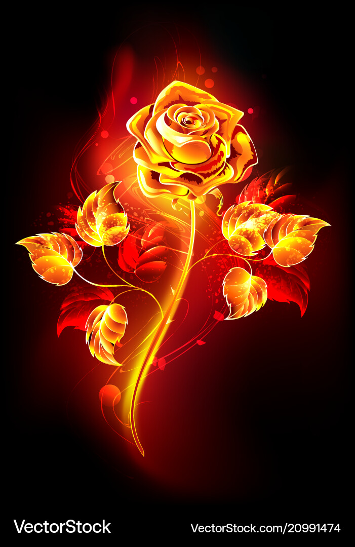 Fire rose Royalty Free Vector Image - VectorStock
