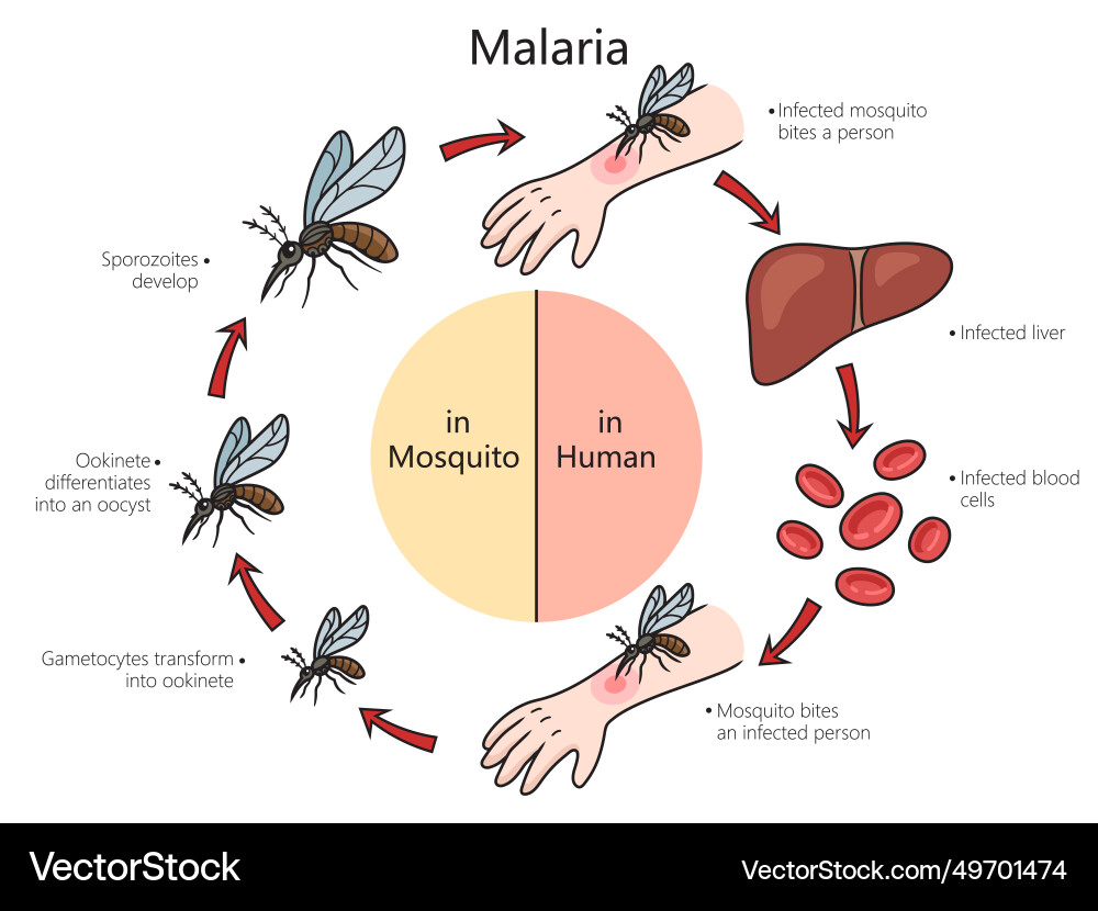 Malaria disease structure diagram medical science Vector Image