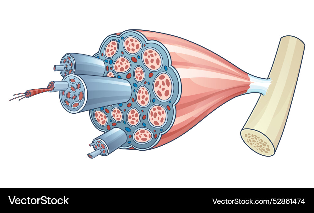 Skeletal muscle anatomy outline diagram structure Vector Image