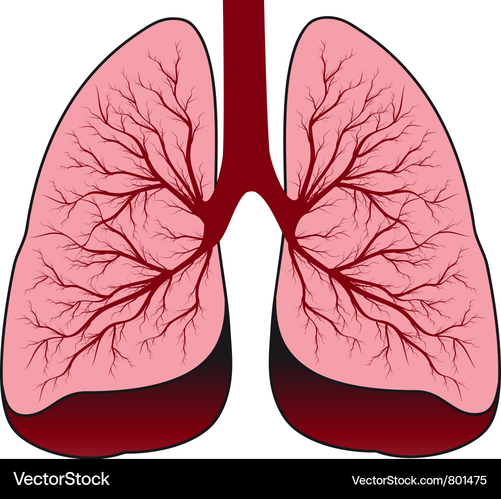 Human Respiratory System Royalty Free Vector Image