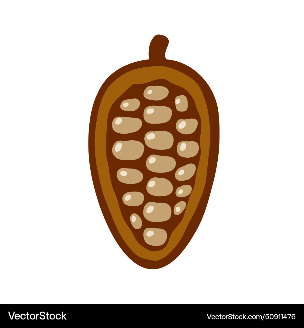 Cocoa beans Royalty Free Vector Image - VectorStock