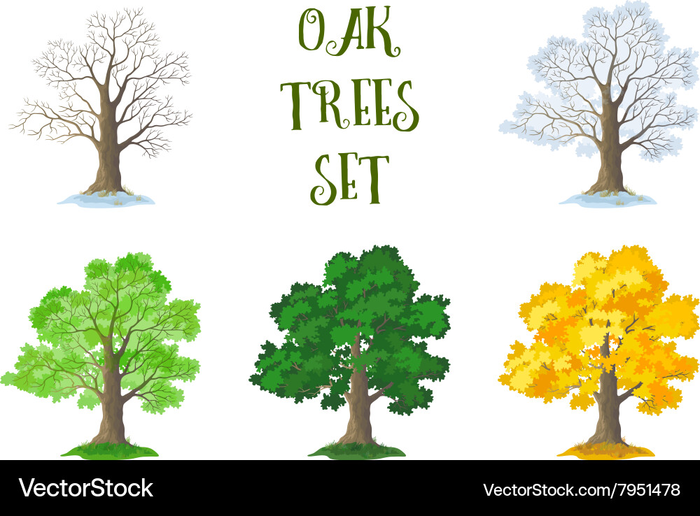 Oak Tree Seasons Collection Royalty Free Vector Image