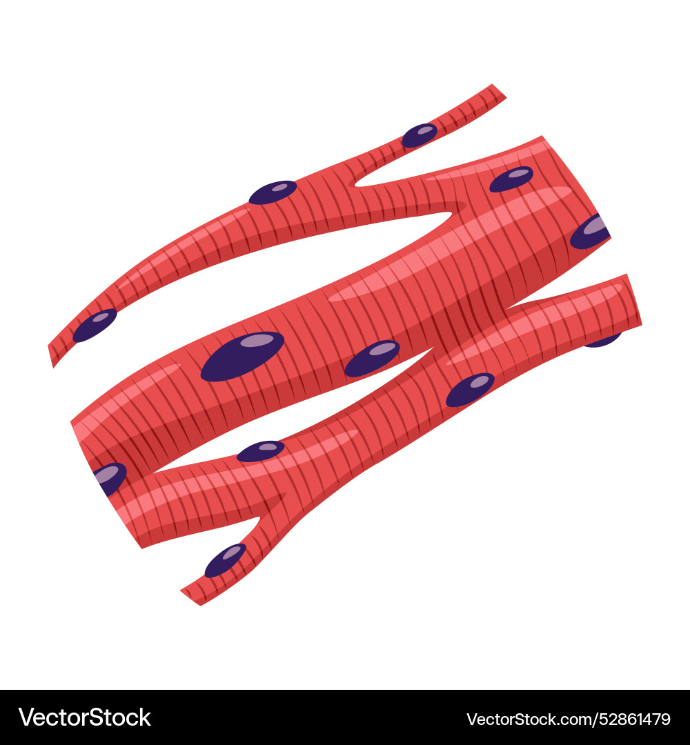 Cardiac muscles tissue with specific function Vector Image