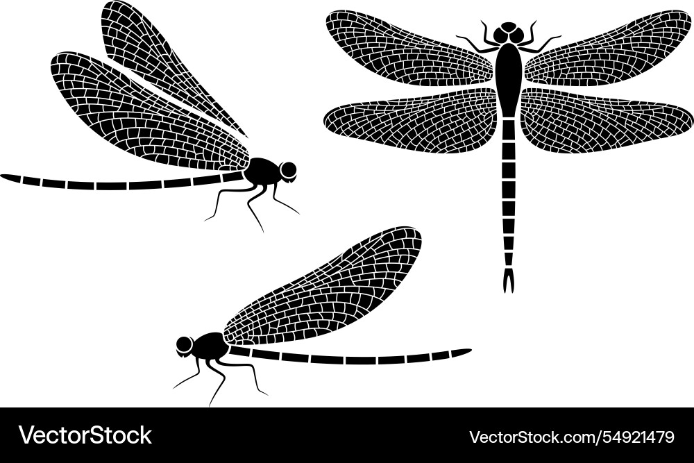 Dragonfly Royalty Free Vector Image - VectorStock