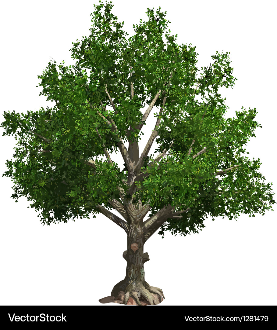 Tree isolated Royalty Free Vector Image - VectorStock