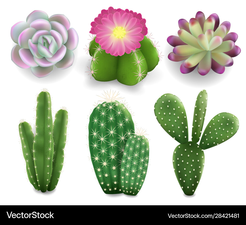 Cactus and Succulent Collection Royalty Free Vector Image
