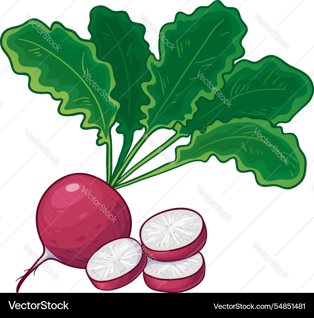 Radish whole and sliced Royalty Free Vector Image