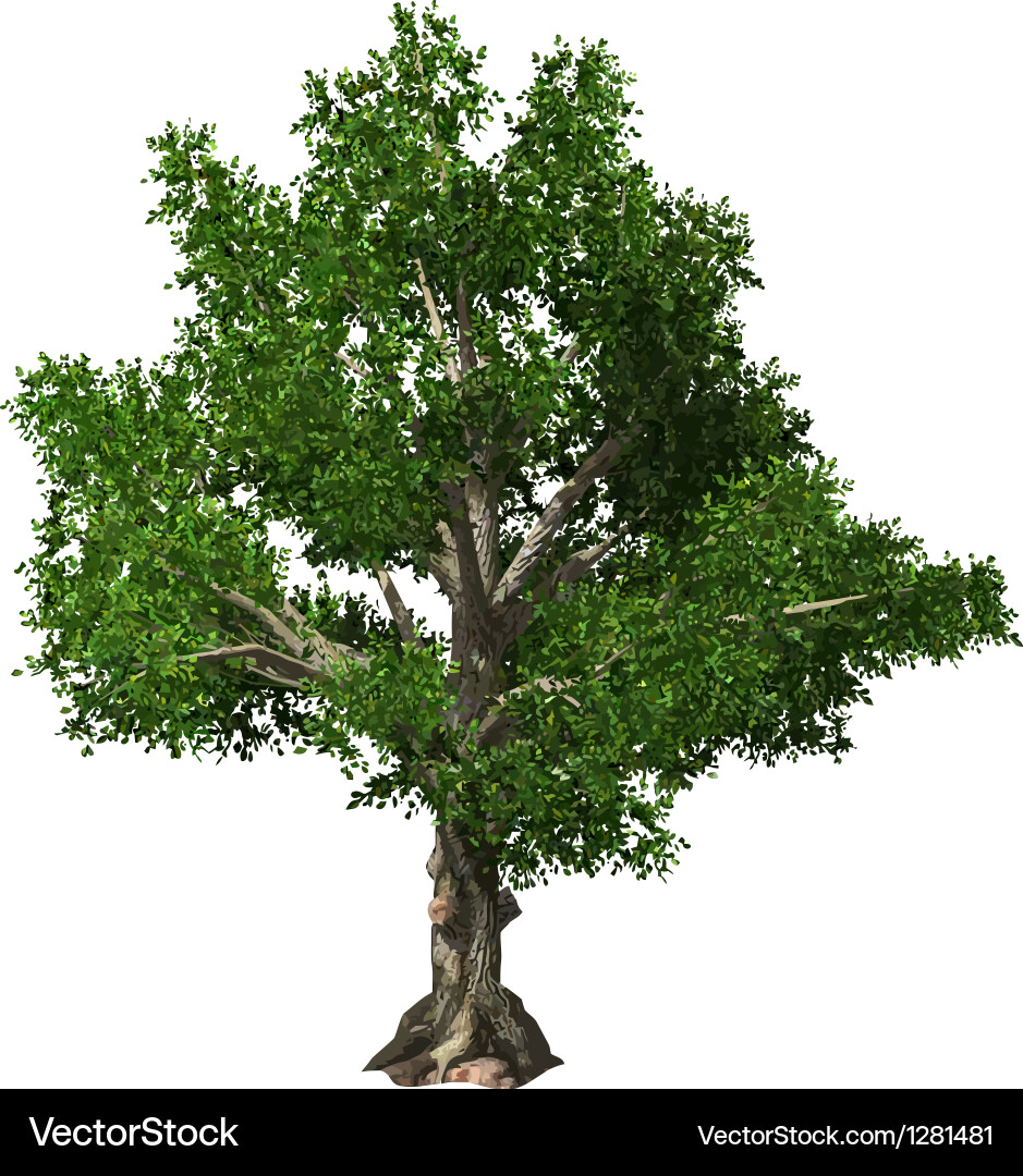 Tree isolated Royalty Free Vector Image - VectorStock
