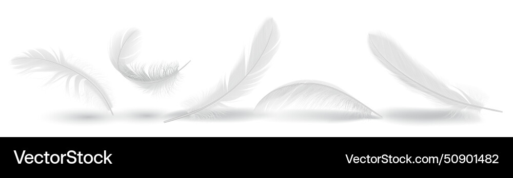 Bird feather group shapes realistic set Royalty Free Vector
