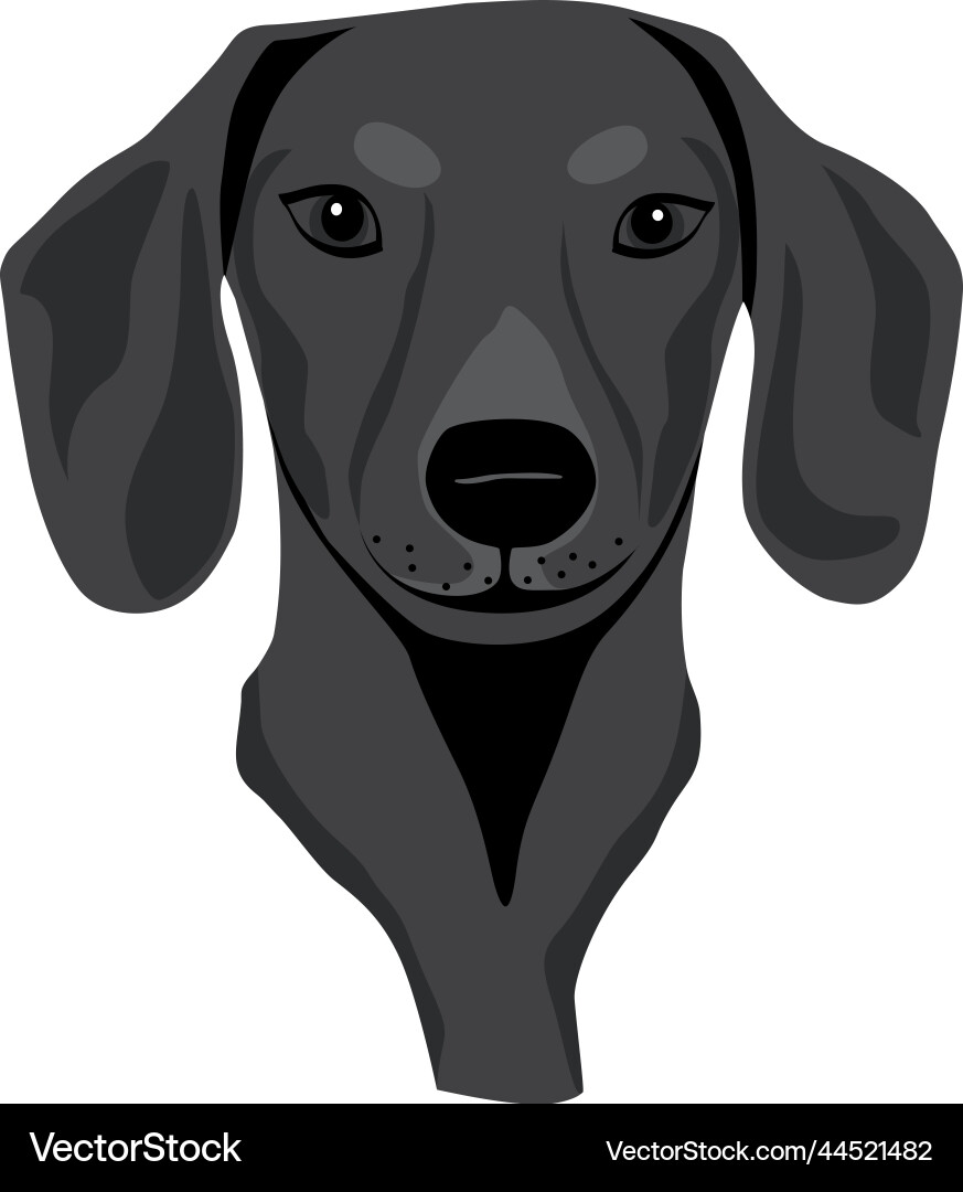 Dachshund dog puppy isolated Royalty Free Vector Image