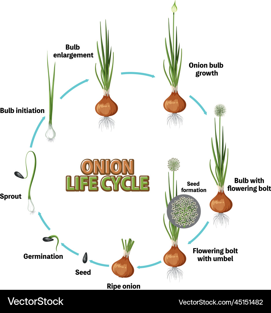 Diagram showing onion life cycle Royalty Free Vector Image