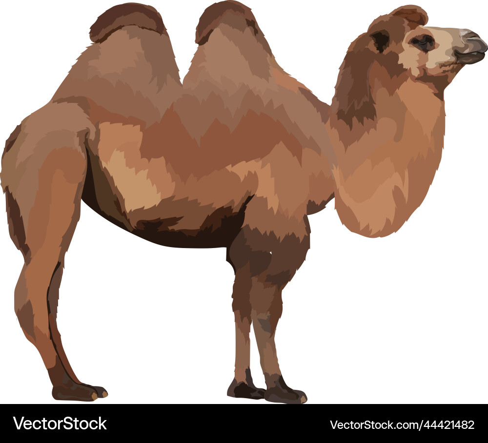 Realistic camel icon Royalty Free Vector Image