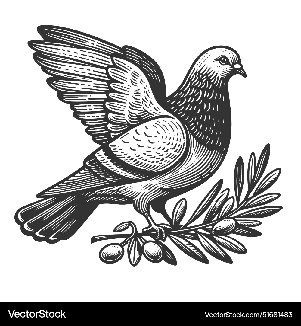 Peace dove with olive branch engraving Royalty Free Vector