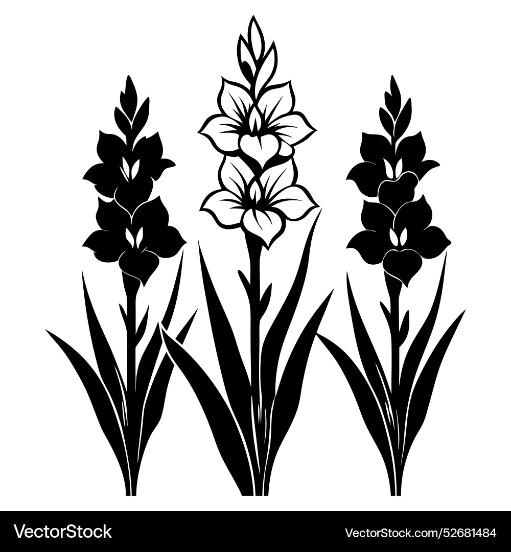Sophisticated gladiolus flower silhouette Vector Image