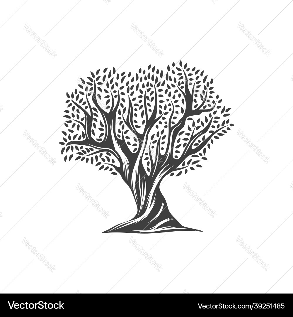 Olive tree leaves icon oil vegetable plant Vector Image