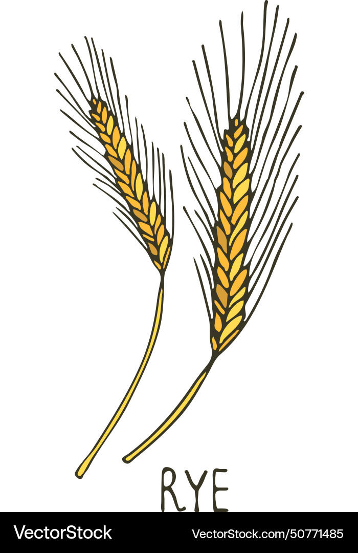 Rye ear color doodle farm crop plant Royalty Free Vector