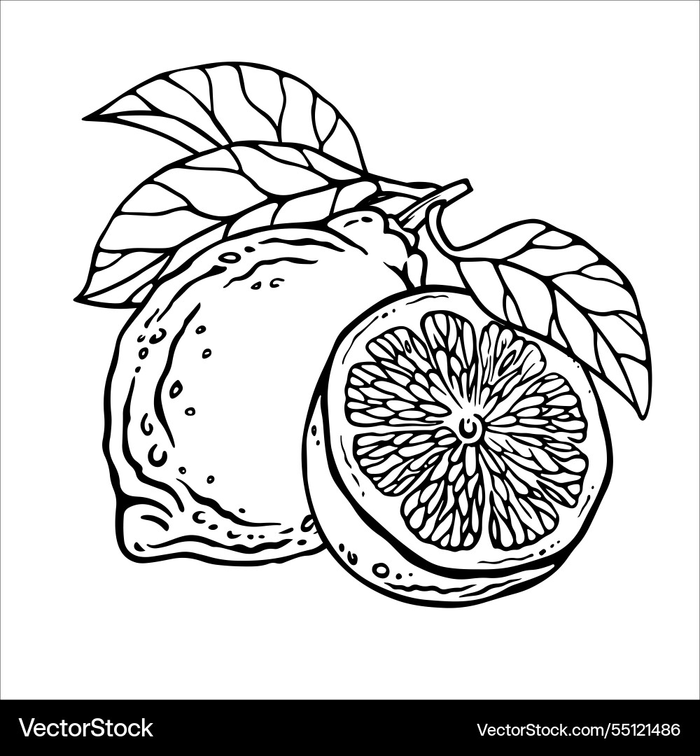 Lemon outline composition line art sketch Vector Image