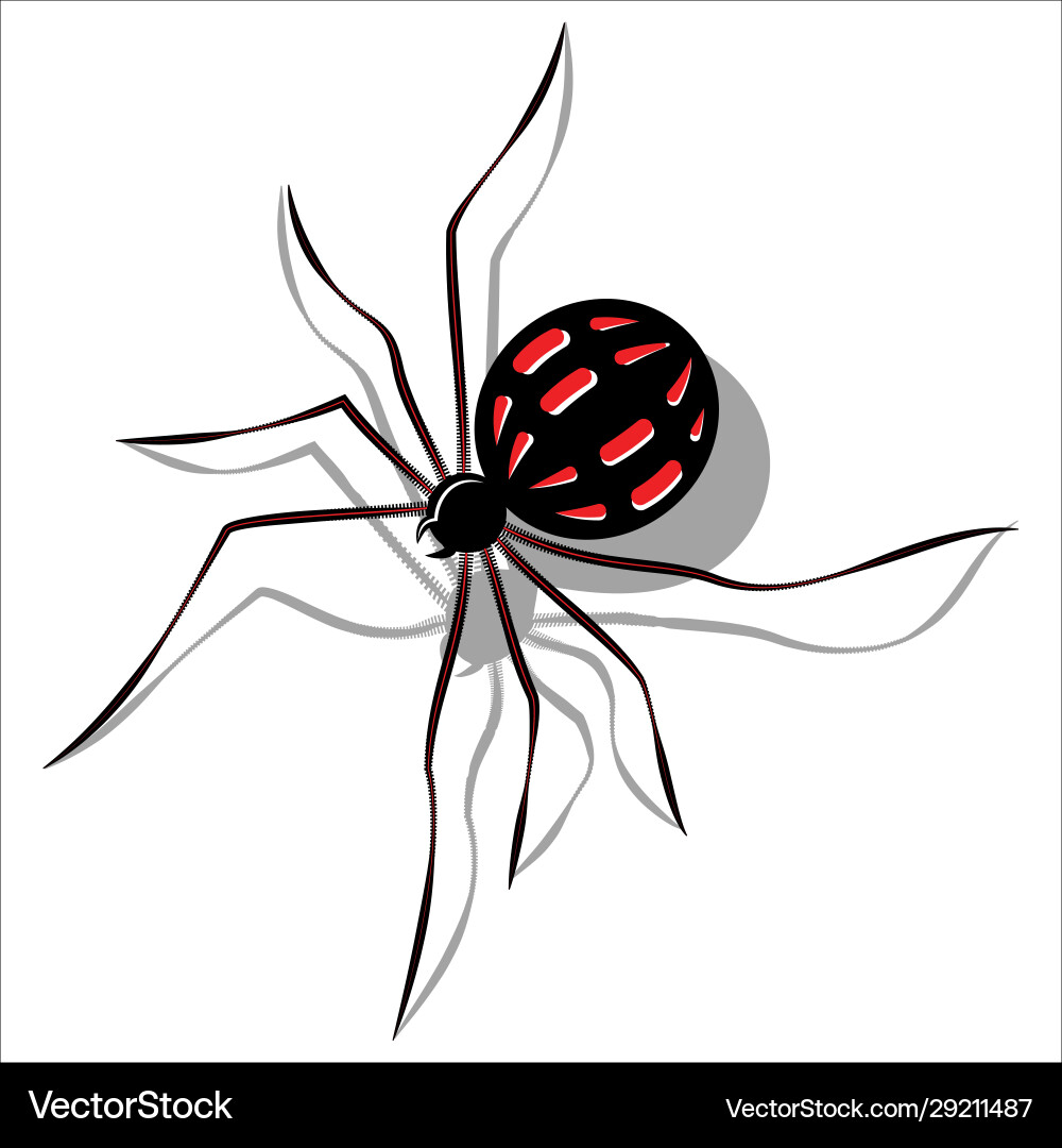 Graphics a spider Royalty Free Vector Image - VectorStock