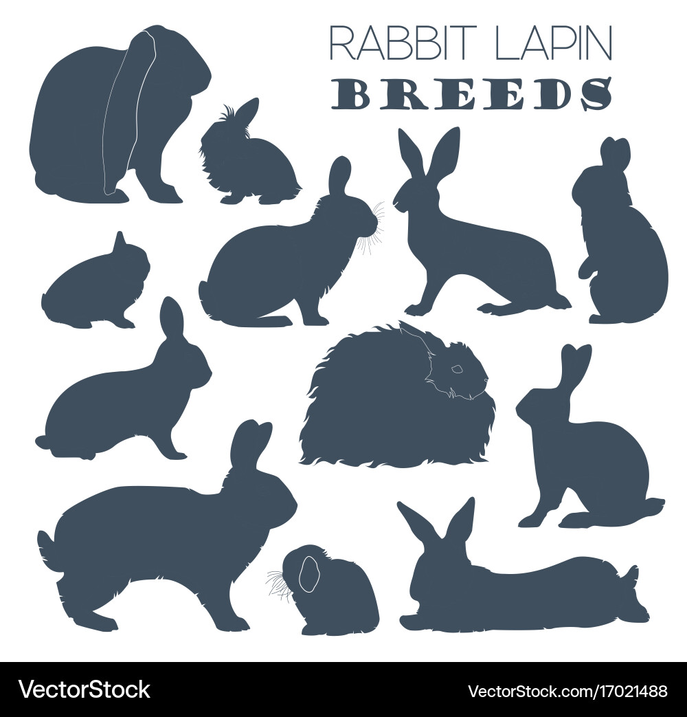 Lop Rabbit Vector Images (over 100)