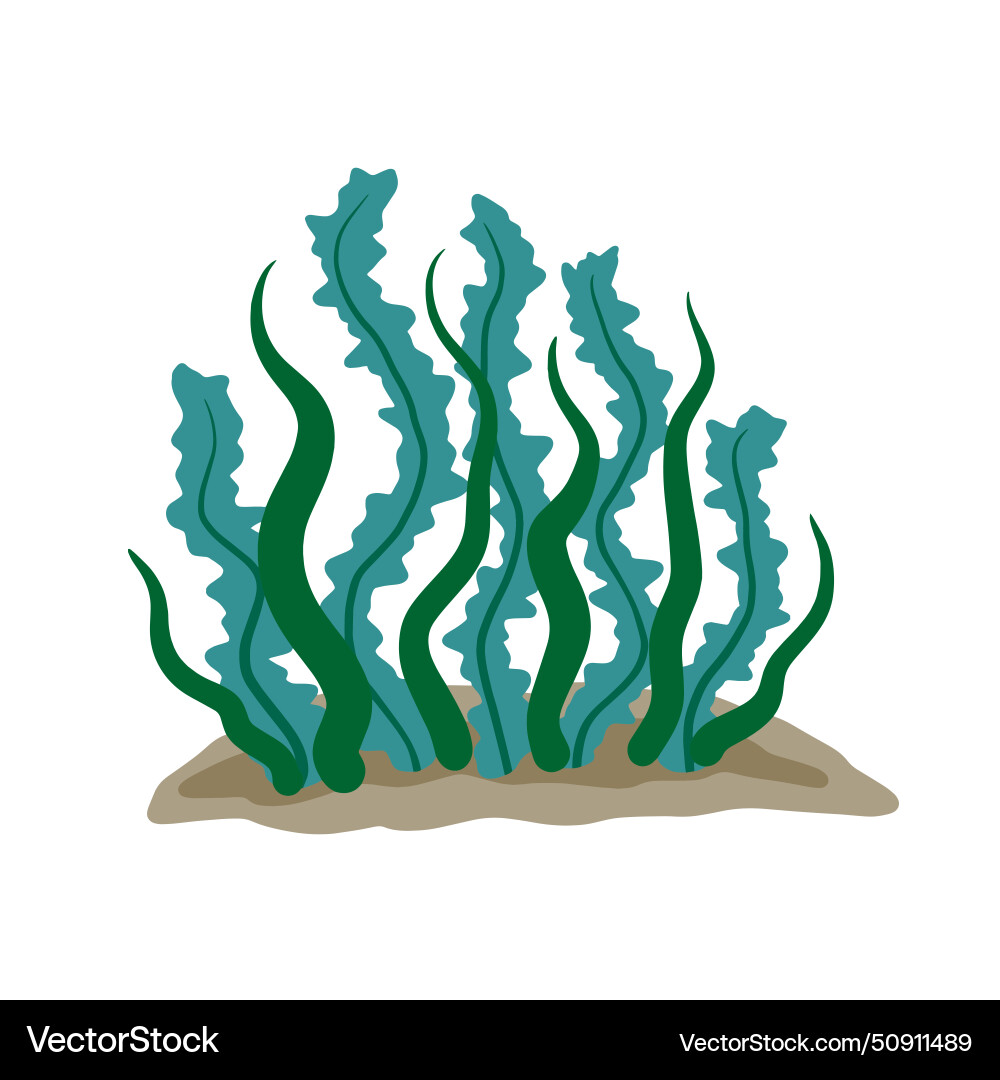 Algae on seabed Royalty Free Vector Image - VectorStock