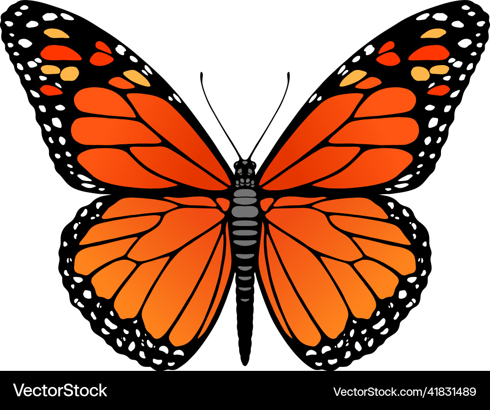 Butterfly Royalty Free Vector Image - VectorStock