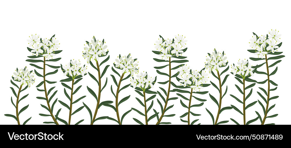 Drawing wild flower marsh labrador tea Royalty Free Vector