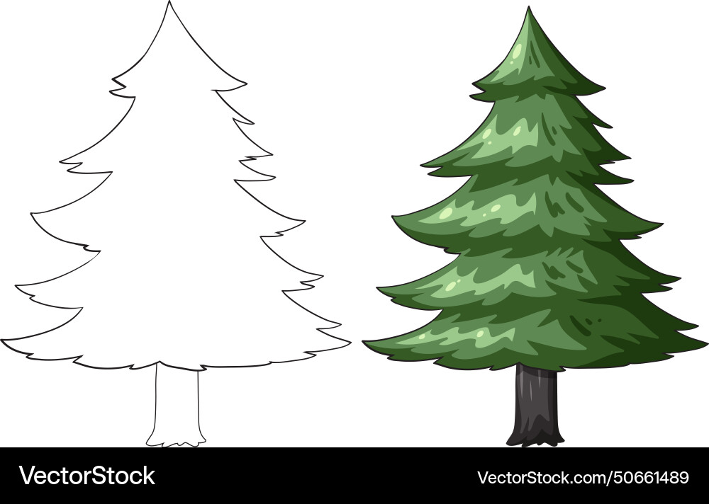 Outline and colored drawing of pine trees Vector Image