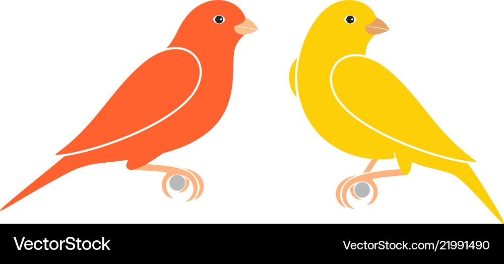 Canary Royalty Free Vector Image - VectorStock