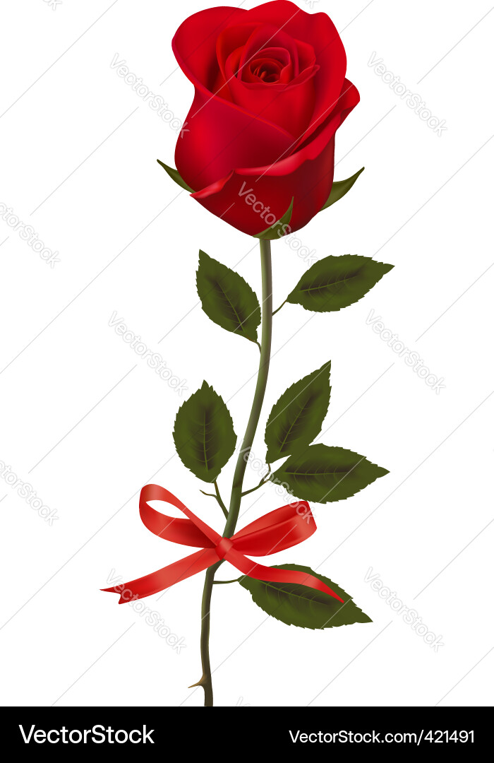 Beauty red rose with bow Royalty Free Vector Image