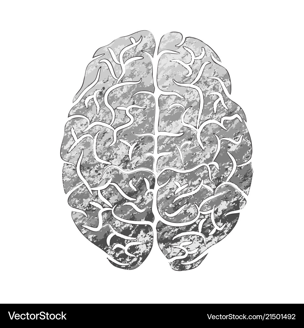 Human brain gray color Royalty Free Vector Image