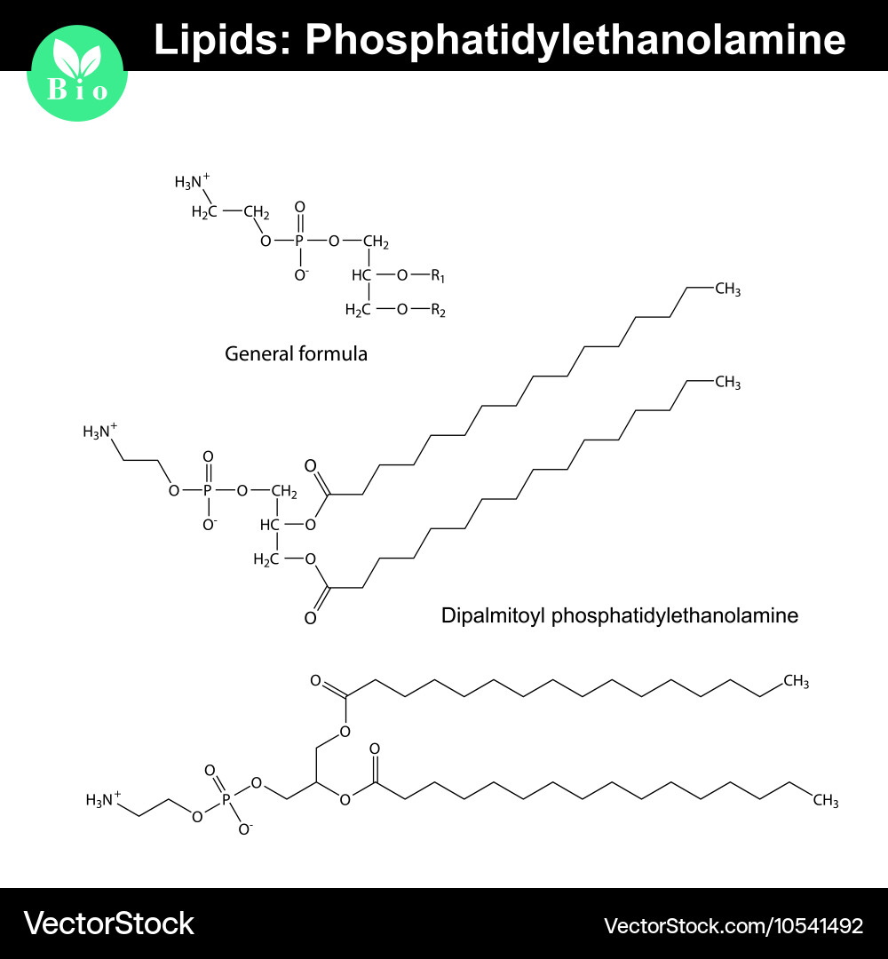 Phosphatidylethanolamine chemical structure Vector Image