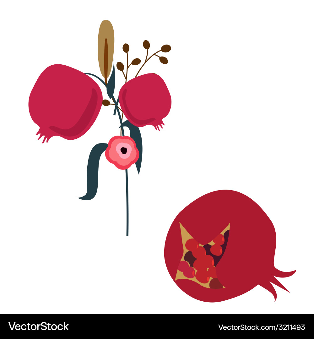 Pomegranate Royalty Free Vector Image - VectorStock