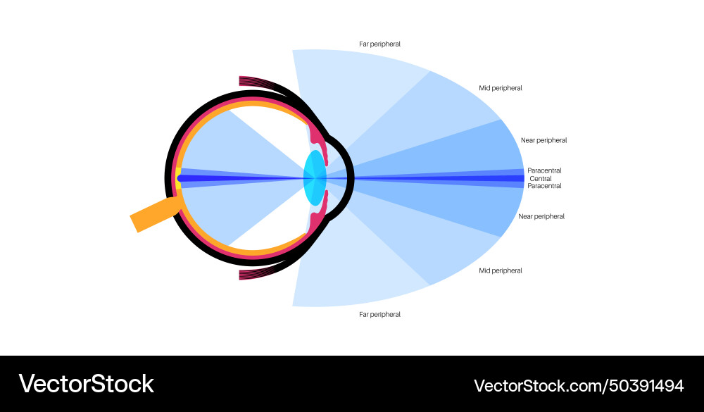 Peripheral vision poster Royalty Free Vector Image