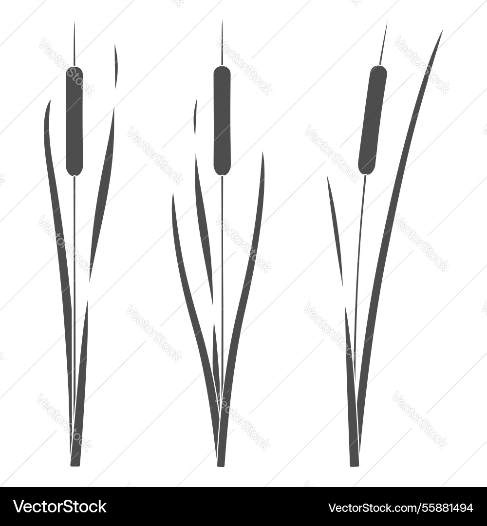Set of black and white with cattails Royalty Free Vector