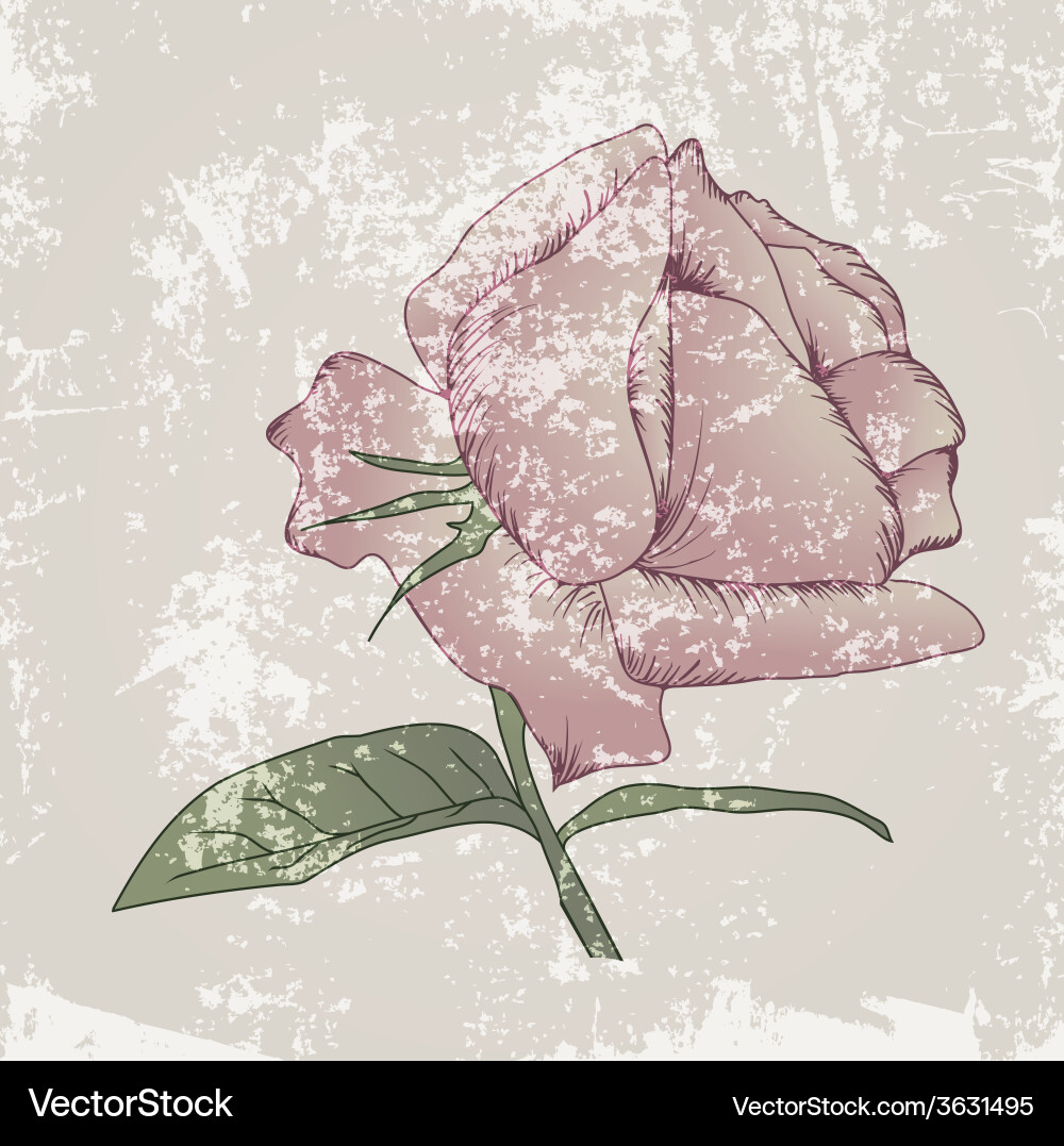 Vintage pink rose Royalty Free Vector Image - VectorStock
