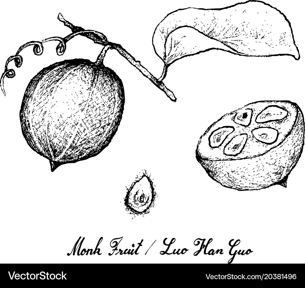Monk Fruit Vector Images (86)