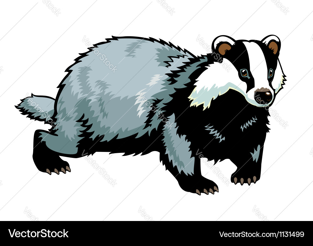 Standing badger Royalty Free Vector Image - VectorStock