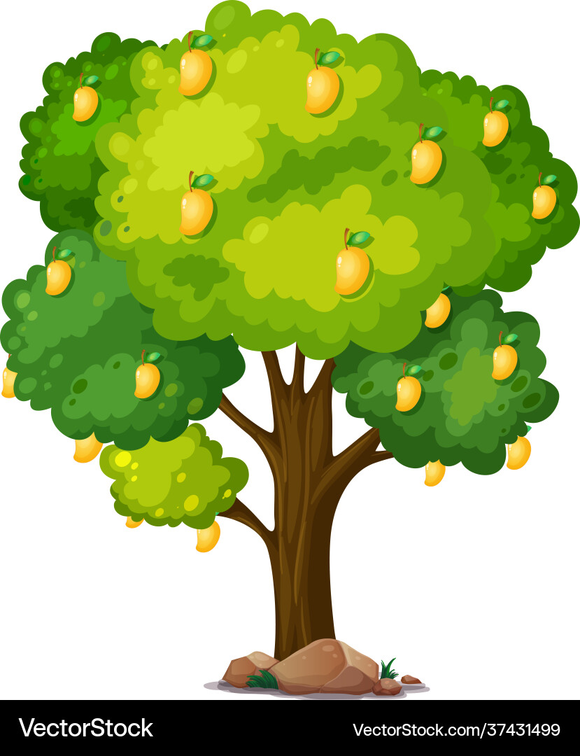 Yellow mango tree isolated on white background Vector Image