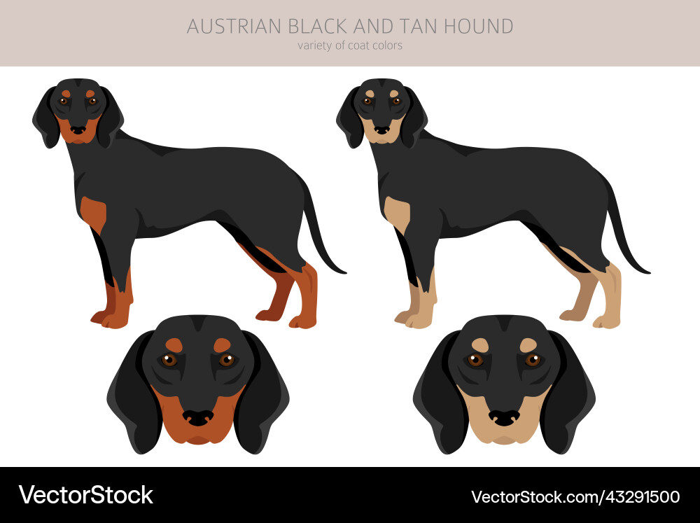 Austrian black and tan hound clipart different Vector Image