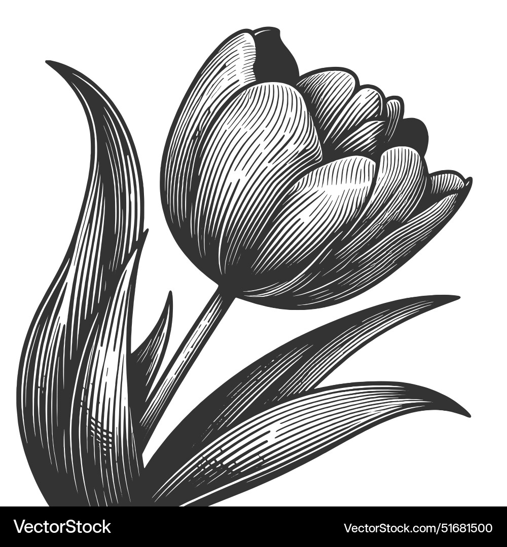 Tulip flower engraving sketch Royalty Free Vector Image