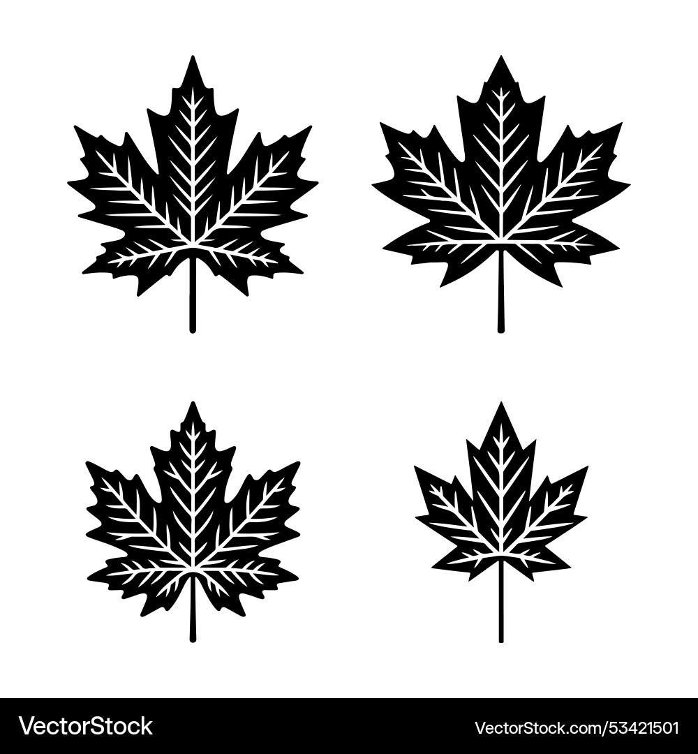 Maple leaf silhouette art Royalty Free Vector Image