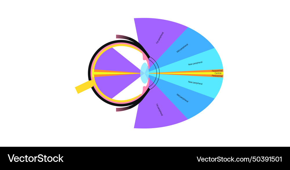 Peripheral vision poster Royalty Free Vector Image