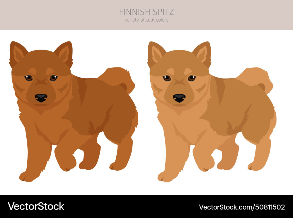 Fiinnish spitz puppy clipart different poses coat Vector Image