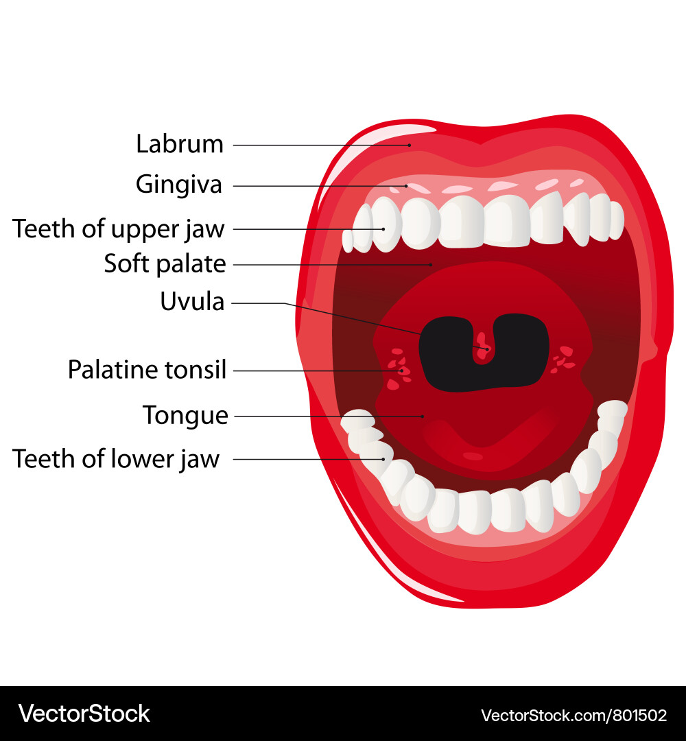 Human Oral Cavity Anatomy Royalty Free Vector Image