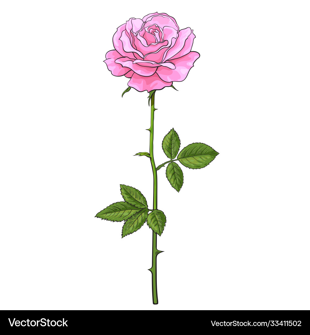 Pink rose flower fully open with green leaves Vector Image