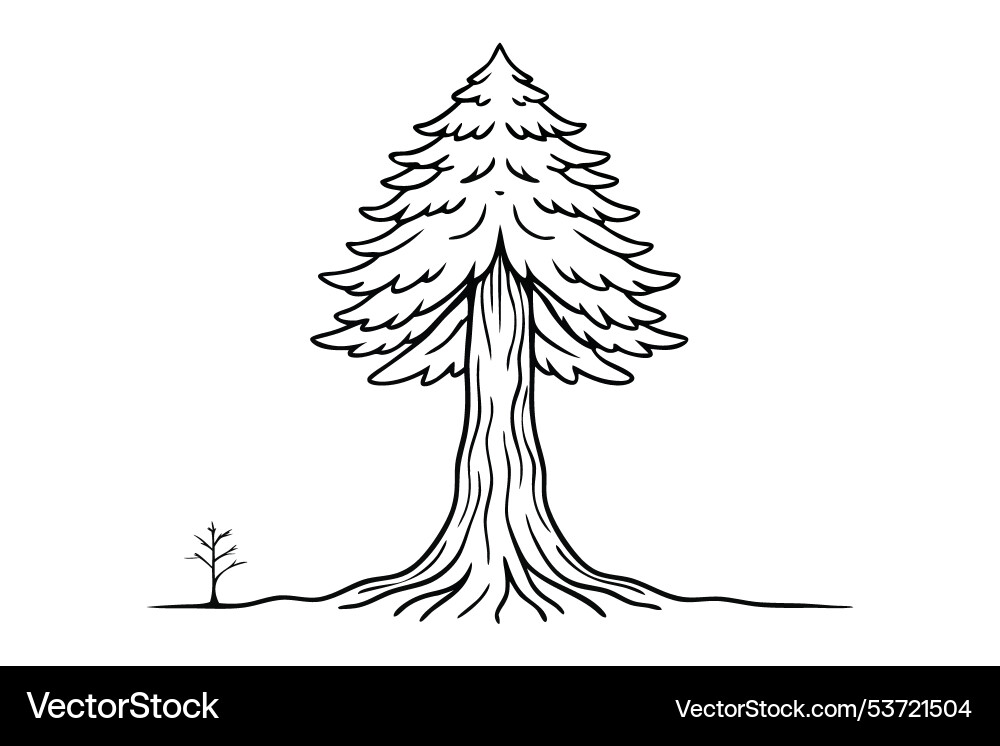 Redwood tree hand drawn line art flat on white Vector Image