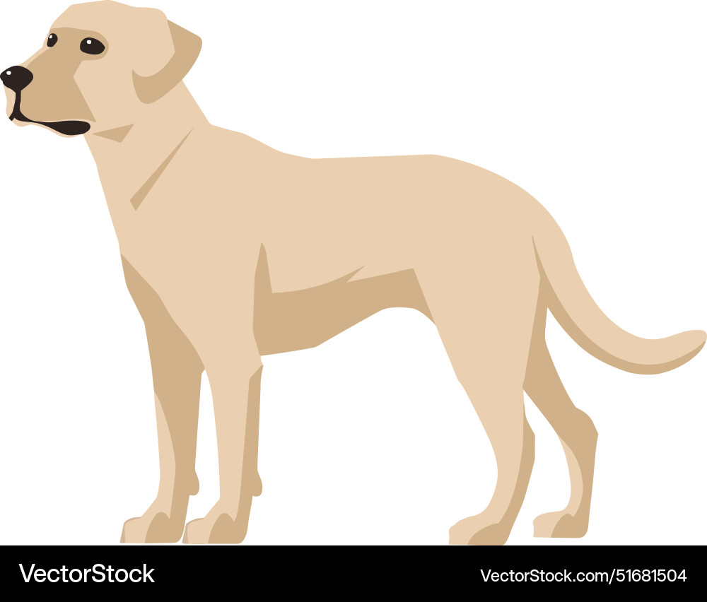 Yellow labrador retriever standing on white Vector Image
