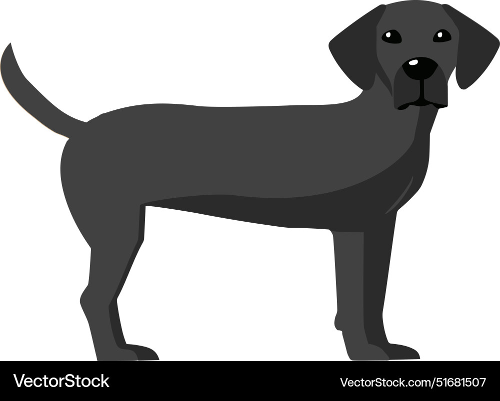 A black labrador retriever is shown standing Vector Image