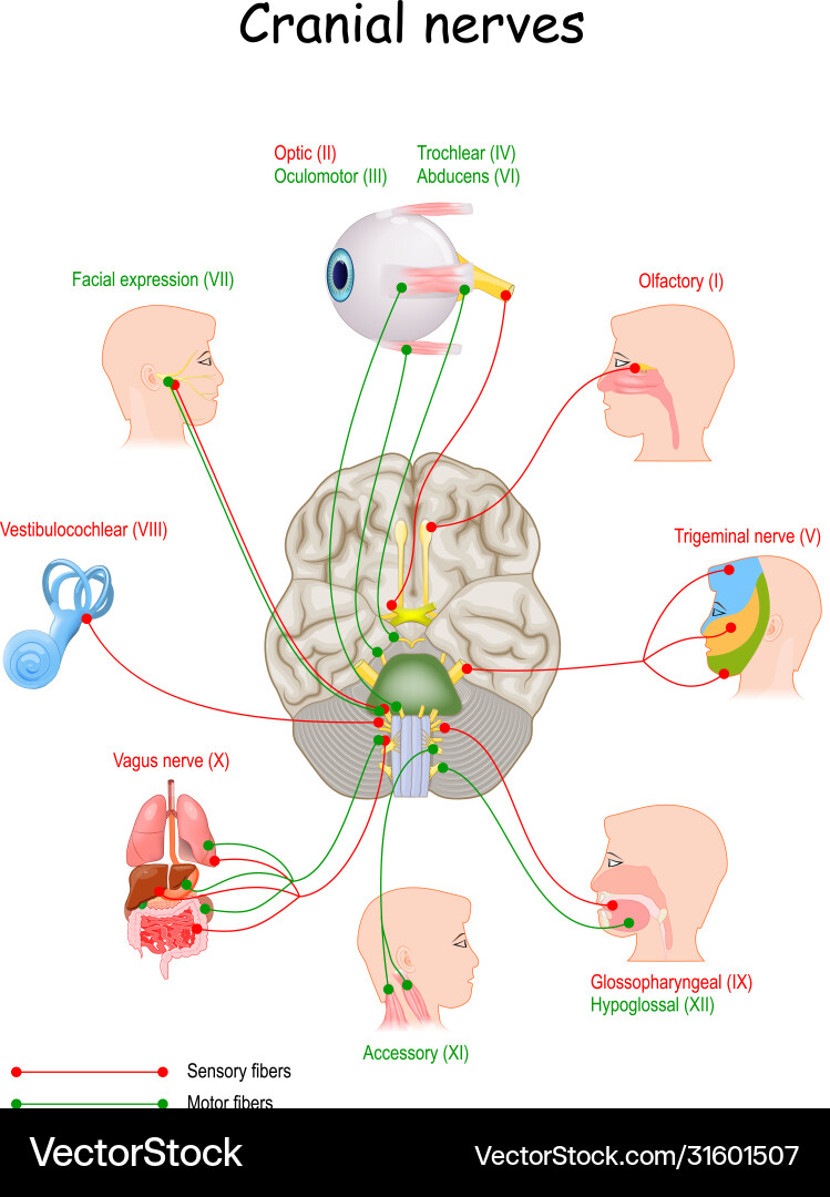 Cranial Nerves Human Brain Cranial Nerve Nucleus An Overview